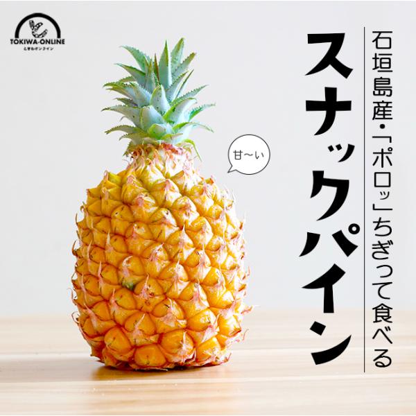 【発売日：2026年04月21日】■商品■　石垣島 スナックパイン・ボゴールパイン■内容量■　3玉入 2キロ前後 （1玉 500g〜900g）※重量は目安です。異なる場合もあります■発送情報■　発送予定（納期情報）を必ずご確認ください。※注...