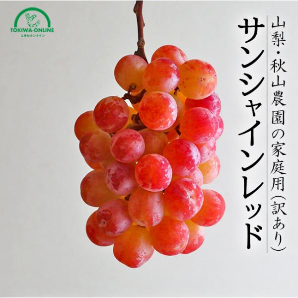 【発売日：2026年08月01日】■商品名■　サンシャインレッド■発送情報■　発送予定（納期情報）を必ずご確認ください。※注文殺到の場合は、さらにお届けに日数をいただく場合もあります。■収穫時期■　9月上旬〜9月下旬※自然のものなので天候に...