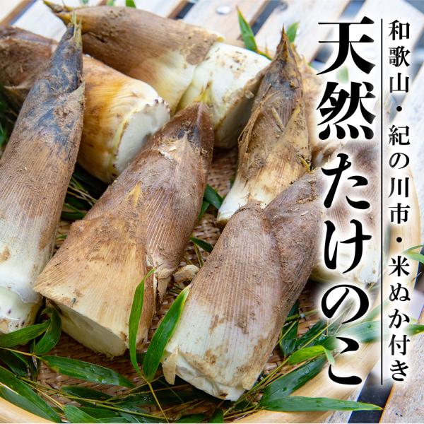 【発売日：2026年03月01日】4月上旬〜中旬からの収穫で順次発送致します鮮度維持のためクール便で発送いたします。■商品■　天然たけのこ（無農薬）■内容量■　2キロ■発送元■　和歌山県紀の川市（グリーンジャンクション）■配送料■　送料無料...