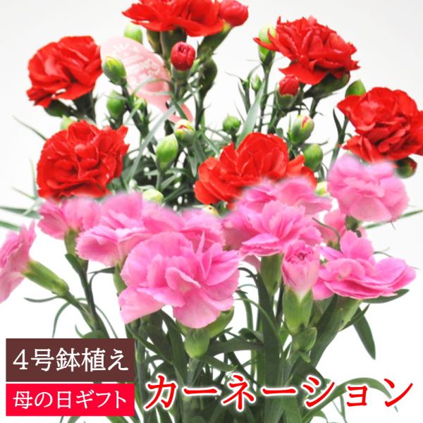 定番のお花だけど気持ちを込めて母の日に。花びらが鮮やかなカーネーションをラッピング鉢植えでお届け。「いつも、ありがとう」気持ちを込めたカードを添えてお届けします。【母の日 プレゼント 母の日ギフト 2026  花 カーネーション メッセージ...