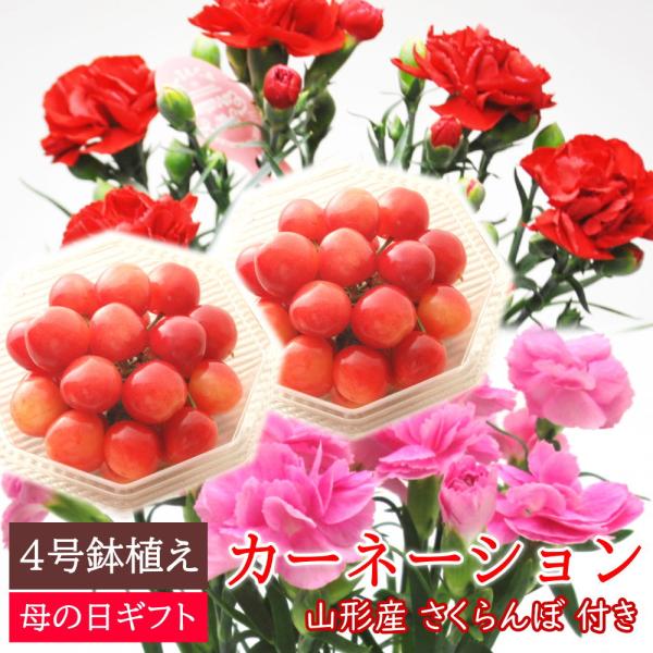 定番のお花だけど気持ちを込めて母の日に。花びらが鮮やかなカーネーションをラッピング鉢植えでお届け。当店オリジナルさくらんぼ佐藤錦のパック詰め2個セット「いつも、ありがとう」気持ちを込めたカードを添えてお届けします。【母の日 プレゼント 母の...