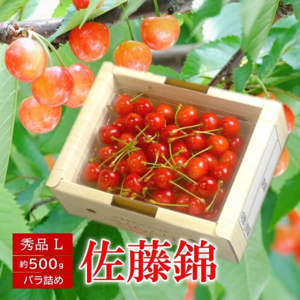 旬のサクランボを山形よりお届け！パック約500ｇバラ詰め初夏のギフトに最適な化粧箱入り家族や友人へのちょっとしたギフトに最適な佐藤錦【さくらんぼ サクランボ チェリー 山形県 佐藤錦 ギフト 家庭用 取寄せ 通販 送料無料 高級 進物】