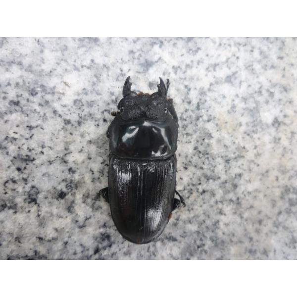 東京オオクワ血統　大人気個体Ａ-ＬＩＮＥ オオクワガタ　♀単品　阿古谷産　受精確認済み♀４９．５mm…2025年06月羽化（種親♂82.5 × ♀53.0）※受精確認済みの理由…2026年4月に画像5の♂83.5ｍｍと交尾し、本個体は6月に...