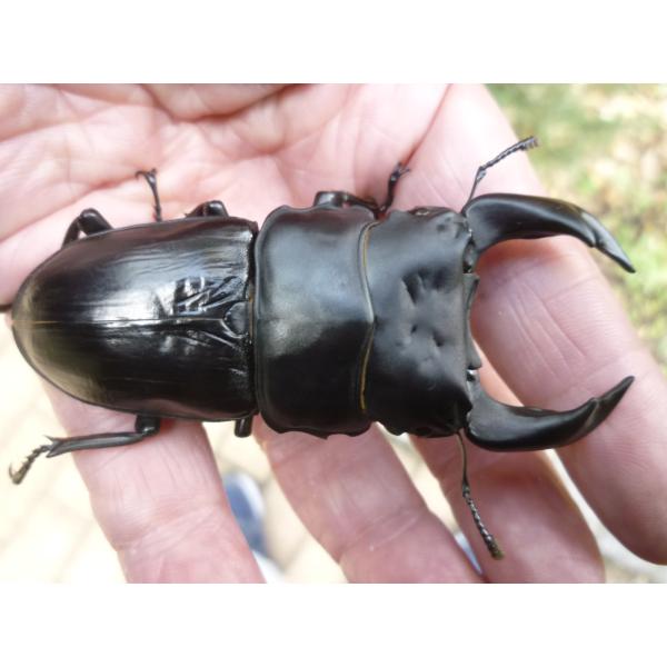 東京オオクワ　累代　2025年11月羽化G-ＬＩＮＥ オオクワガタ　ペア　新成虫　未使用　2026年5月からペアリングOK♂７３．５mm…2025年11月羽化（種親♂83.5 × ♀52.0）♀４８．０ｍｍ…2025年11月羽化（種親♂83...