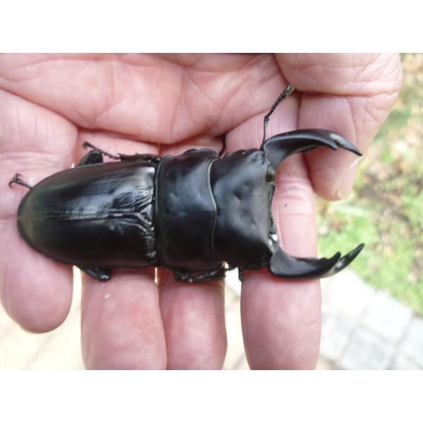 東京オオクワ　累代　2025年11月羽化G-ＬＩＮＥ オオクワガタ　ペア　新成虫　未使用　2026年5月からペアリングOK♂７０．０mm…2025年11月羽化（種親♂83.5 × ♀52.0）♀４７．０ｍｍ…2025年10月羽化（種親♂83...