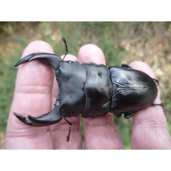 東京オオクワ　累代　2025年11月羽化G-ＬＩＮＥ オオクワガタ　ペア　新成虫　未使用　2026年5月からペアリングOK♂６９．０mm…2025年10月羽化（種親♂83.5 × ♀52.0）♀４５．０ｍｍ…2025年10月羽化（種親♂83...