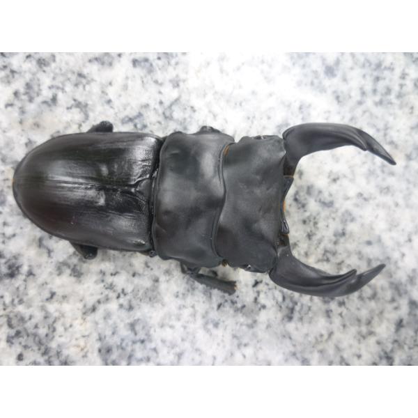 東京オオクワ　累代　G-ＬＩＮＥ オオクワガタ　♀７３．５ｍｍ　単品　種あり確認済み　訳あり♂７３．５ｍｍ…2025年09月羽化（種親♂82.5 × ♀52.5）※種あり確認済みの理由…2026年4月に1頭の♀と交尾し、その♀は6月に卵・幼...