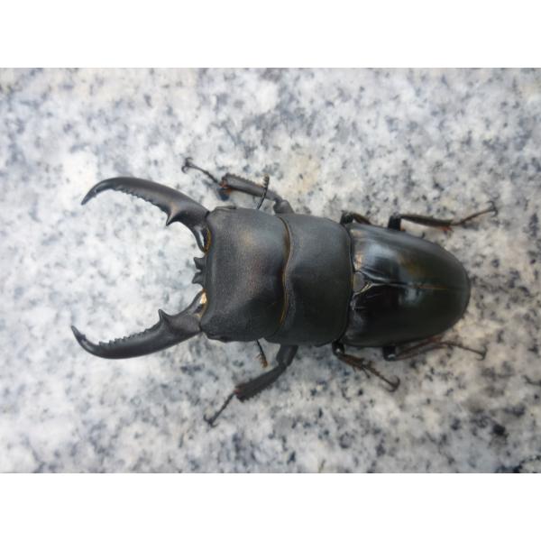 東京オオクワ累代　観賞用長崎県壱岐郷ノ浦産　イキヒラタクワガタ　オス　単品　新成虫　未使用　♂６９．５mm…2026年6月羽化（種親　♂72.5mm　♀40.0mm）写真の個体をお送りします。※23度の飼育室で管理し、食欲も旺盛で元気です。...