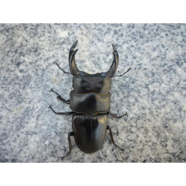 東京オオクワ血統　2025年11月羽化久留米産 オオクワガタ　ペア　新成虫　未使用　5月からペアリングOK♂７８．０mm…2025年11月羽化（種親 ♂88.0 × ♀57.0）♀５１．０mm…2025年11月羽化（種親 ♂88.0 × ♀...