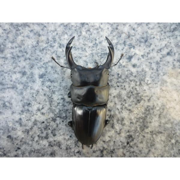 東京オオクワ血統　2025年11月羽化久留米産 オオクワガタ　ペア　新成虫　未使用　5月からペアリングOK♂６８．５mm…2025年11月羽化（種親 ♂88.0 × ♀57.0）♀４５．０mm…2025年10月羽化（種親 ♂88.0 × ♀...