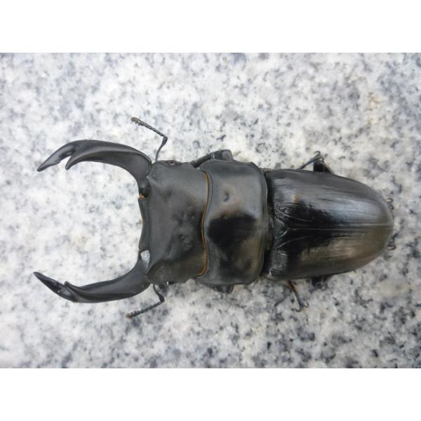 東京オオクワ血統　太目の血統　久留米久留米産 オオクワガタ　ペア　新成虫　未使用　即ブリOK♂８１．５mm…2025年9月羽化（種親 ♂88.5 × ♀57.0）♀５１．５mm…2025年7月羽化（種親 ♂87.5 × ♀56.0）写真の個...