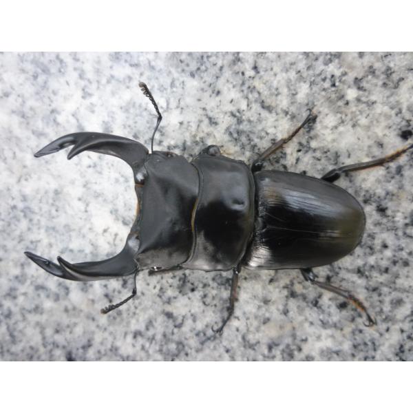 東京オオクワ血統　2025年10月羽化久留米産 オオクワガタ　ペア　新成虫　未使用　5月からペアリングOK♂７６．０mm…2025年10月羽化（種親 ♂88.0 × ♀57.0）♀４７．５mm…2025年10月羽化（種親 ♂88.0 × ♀...