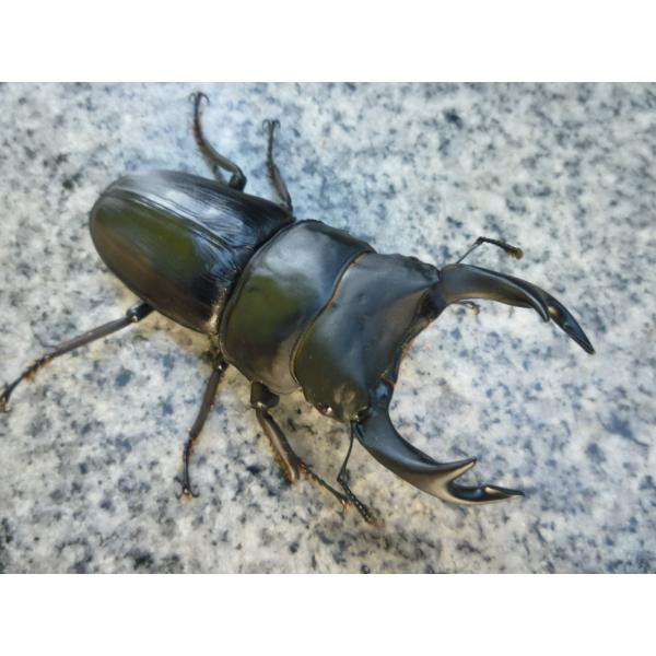 東京オオクワ血統　お子様用久留米産 オオクワガタ　♂単品　新成虫　未使用♂７６．０mm…2025年6月羽化（種親 ♂88.5 × ♀57.5）写真の個体をお送りします。東京オオクワ血統の純潔の久留米産です。この個体の血統は【ガッチリ久留米】...