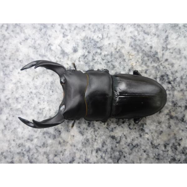 東京オオクワ血統 【 THE KAWANISHI 】　2025年11月羽化川西産 オオクワガタ　ペア　新成虫　未使用　2026年5月からペアリングOK♂７２．０mm…2025年11月羽化（種親 ♂87.0 × ♀56.0）♀４８．０mm…2...