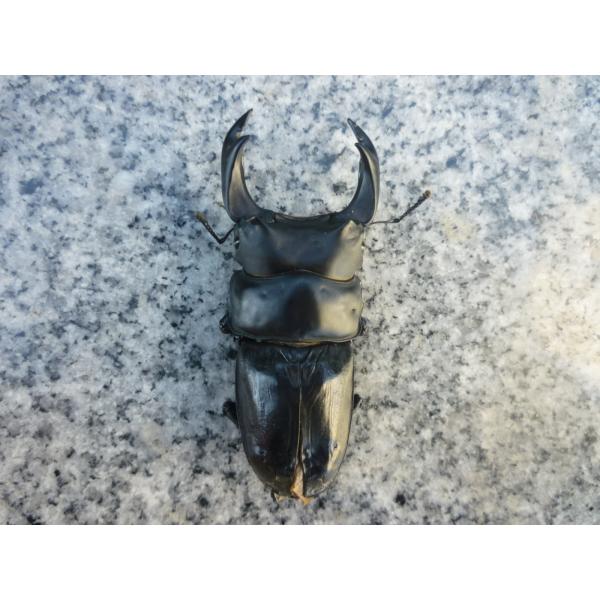 東京オオクワ血統 【 THE KAWANISHI 】※注意事項…この個体は不全扱いの個体ですので、商品発送後のキャンセル、返品、交換、返金は一切できません。川西産 オオクワガタ　大型血統　♂単品　新成虫　未使用　ちょい訳♂７８．０mm…20...