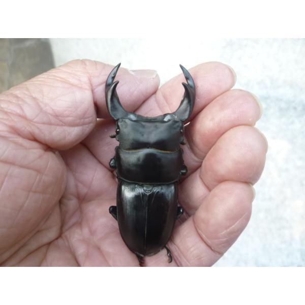 東京オオクワ血統　累代　2025年11月羽化S-ＬＩＮＥ オオクワガタ　ペア　新成虫　未使用　5月からペアリングOK♂６２．０mm…2025年11羽化（種親♂72.0 × ♀49.0）♀４５．０mm…2025年11羽化（種親♂72.0 × ...