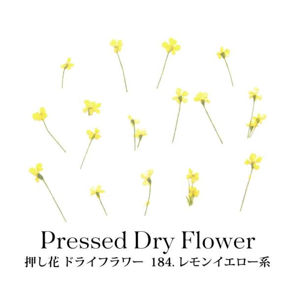 クリックポスト（222円）にて発送可能な商品です。クリックポストをご希望のお客様は送料選択画面でクリックポストをお選びください。特徴ネイルにもピッタリ！小さめの押し花パーツです。レジンの封入素材として、アクセサリーやチャーム製作など、幅広く...