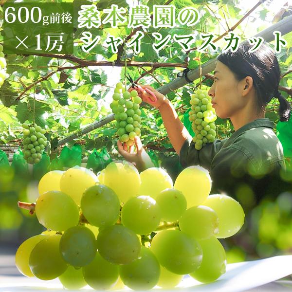【発売日：2025年09月01日】のどかな田園風景の中にぶどうハウスがひしめき合い、全国有数のデラウェアの産地である島根県出雲市が、近年特に栽培に力を入れるシャインマスカット。その中でも桑本農園のシャインマスカットは、「できるだけ有機に近い...