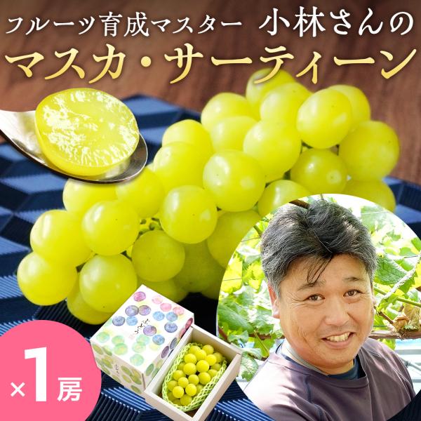 【発売日：2026年08月03日】パリッと皮ごと食べられる、希少な新品種「マスカ・サーティーン」。甘いだけのシャインマスカットとは異なる、マスカット本来の美味しさも大切にしたワンランク上の本種は、大切な方へのギフトや自分へのご褒美にぴったり...