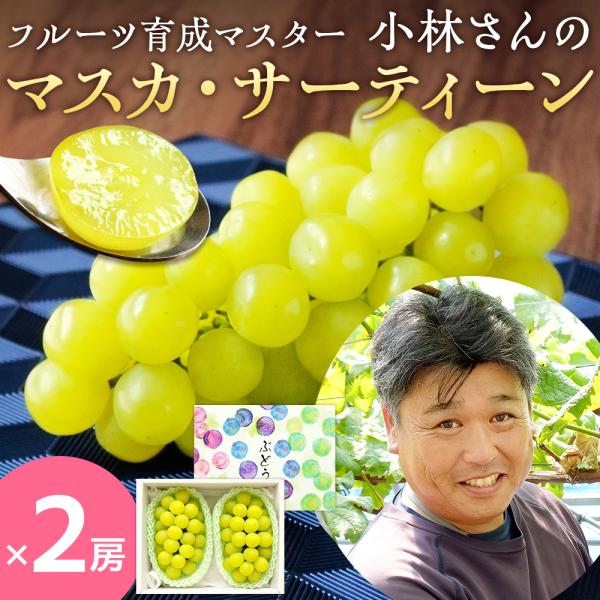 【発売日：2026年08月03日】パリッと皮ごと食べられる、希少な新品種「マスカ・サーティーン」。甘いだけのシャインマスカットとは異なる、マスカット本来の美味しさも大切にしたワンランク上の本種は、大切な方へのギフトや自分へのご褒美にぴったり...