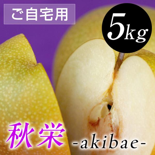【発売日：2026年08月25日】秋栄（あきばえ）は鳥取県を代表する特産品の「二十世紀梨」と、赤梨で最も代表的な「幸水」を交配して生み出されました。「二十世紀梨」のすばらしい歯ごたえと、「幸水」の甘くて水気たっぷりのジューシーさという2つの...