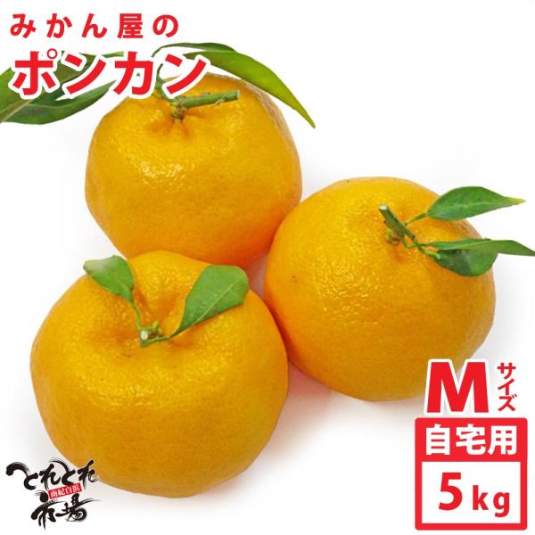 和歌山県紀南地方のポンカンです。皮は剥きやすく濃厚な味わいのポンカンです。※北海道・沖縄県へはお届けできません。お届け先が北海道・沖縄県の場合はご注文をキャンセルさせていただきます。[産地]和歌山県産（紀南地方）[内容]自宅用　Ｍサイズ　約...