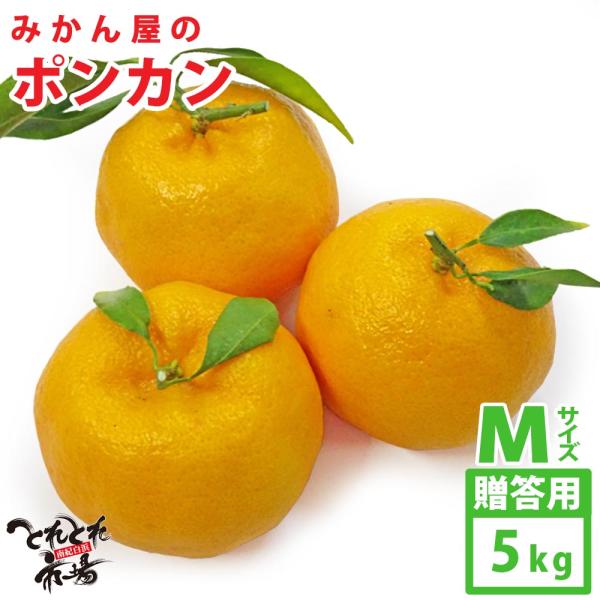 和歌山県紀南地方のポンカンです。皮は剥きやすく濃厚な味わいのポンカンです。※北海道・沖縄県へはお届けできません。お届け先が北海道・沖縄県の場合はご注文をキャンセルさせていただきます。[産地]和歌山県産（紀南地方）[内容]贈答用　Ｍサイズ　約...