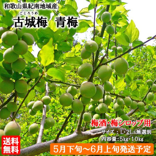 【発売日：2026年05月25日】[産地]紀州産（和歌山県産）[品種]古城梅（ごじろうめ）[内容量]約10kg※重量は、箱詰時の重量です。青梅は水分が蒸発していくため、お届け時の重量が異なる場合がございます。[お届け日]5月下旬〜6月上旬の...