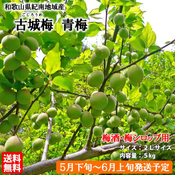 【発売日：2026年05月25日】[産地]紀州産（和歌山県産）[品種]古城梅（ごじろうめ）[内容量]約5kg※重量は、箱詰時の重量です。青梅は水分が蒸発していくため、お届け時の重量が異なる場合がございます。[お届け日]5月下旬〜6月上旬の発...