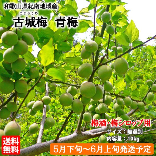【発売日：2026年05月25日】[産地]紀州産（和歌山県産）[品種]古城梅（ごじろうめ）[内容量]約10kg※重量は、箱詰時の重量です。青梅は水分が蒸発していくため、お届け時の重量が異なる場合がございます。[お届け日]5月下旬〜6月上旬の...