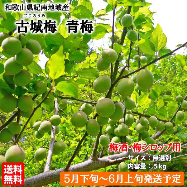【発売日：2026年05月25日】[産地]紀州産（和歌山県産）[品種]古城梅（ごじろうめ）[内容量]約5kg※重量は、箱詰時の重量です。青梅は水分が蒸発していくため、お届け時の重量が異なる場合がございます。[お届け日]5月下旬〜6月上旬の発...