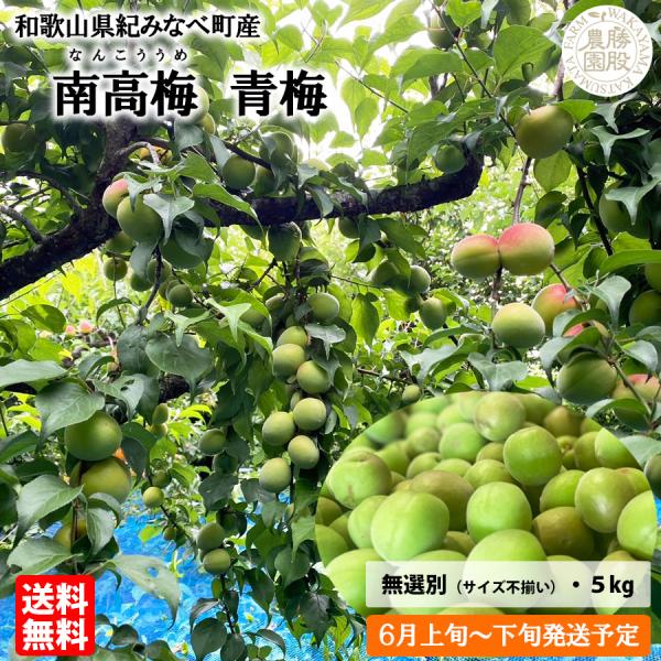 【発売日：2026年06月01日】[産地]和歌山県みなべ町産（勝股農園）[品種]南高梅[内容量]約5kg※重量は、箱詰時の重量です。青梅は水分が蒸発していくため、お届け時の重量が異なる場合がございます。※重量不足での交換・返品はお受けいたし...