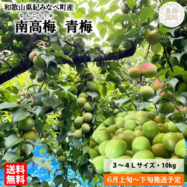 【発売日：2026年06月01日】[産地]和歌山県みなべ町産（勝股農園）[品種]南高梅[内容量]約10kg※重量は、箱詰時の重量です。青梅は水分が蒸発していくため、お届け時の重量が異なる場合がございます。※重量不足での交換・返品はお受けいた...