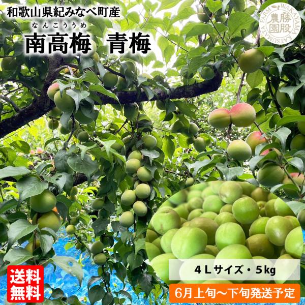 【発売日：2026年06月01日】[産地]紀州みなべ産（和歌山県みなべ町産）[品種]南高梅[内容量]約5kg※重量は、箱詰時の重量です。青梅は水分が蒸発していくため、お届け時の重量が異なる場合がございます。※重量不足での交換・返品はお受けい...
