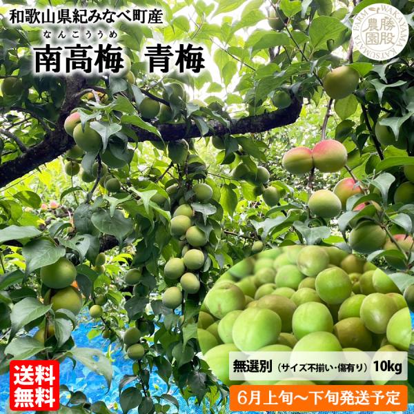 【発売日：2026年06月01日】[商品説明]和歌山県みなべ町の勝股農園の南高梅です。梅干し・梅酒・梅ジュースなどにご利用いただけます。※無選別のため、サイズ不揃い・傷有りとなります。[産地]和歌山県みなべ町産（勝股農園）[品種]南高梅[内...