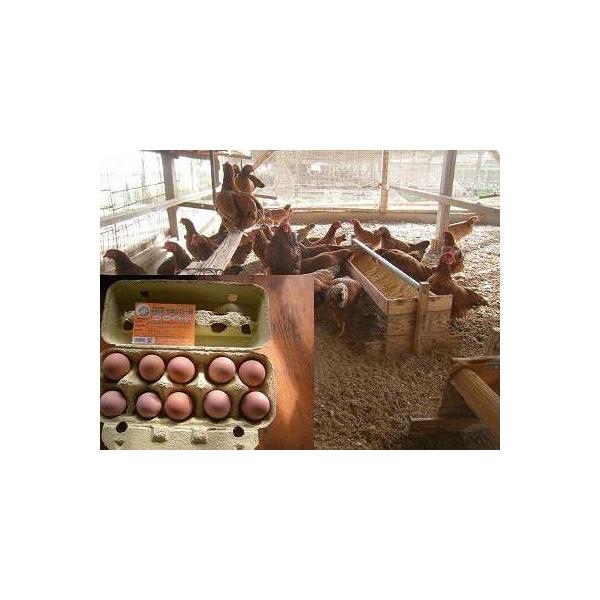 土佐ジローたまご30個入り一個３７グラム以上の卵です。生食される場合は賞味期限内にお召し上がりください。賞味期限後は加熱してお召し上がりください。