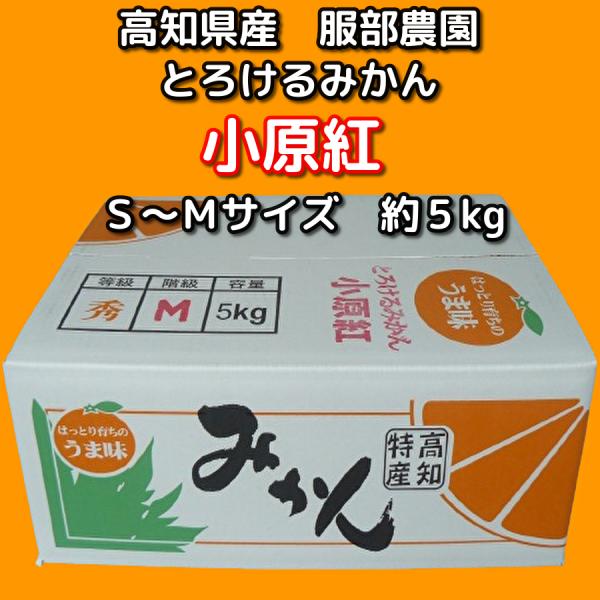 【発売日：2026年01月05日】高知県産 服部農園 とろけるみかん 小原紅 S〜Mサイズ 約５kg果皮の色で約100品種のみかんの中で果皮の色が最も紅く他品種と明確に区別でき、その濃い色は果肉にも現れています。果皮は薄く、手で剥きやすく果...
