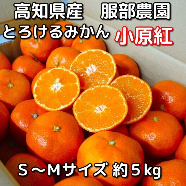【発売日：2026年01月05日】高知県産 服部農園 とろけるみかん 小原紅 S〜Mサイズ 約５kg果皮の色で約100品種のみかんの中で果皮の色が最も紅く他品種と明確に区別でき、その濃い色は果肉にも現れています。果皮は薄く、手で剥きやすく果...