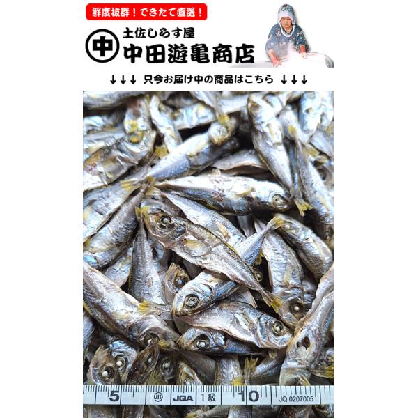 小鯵を使った土佐の定番煮干です。高知では「だしじゃこ」、「アジじゃこ」などと呼ばれます。アジ煮干しはあっさりとした上品な味わいが特長の煮干で、お味噌汁からお煮物まで各種料理の出汁にお使いいただけます。全国的に使われるいりこ煮干に比べると一般...