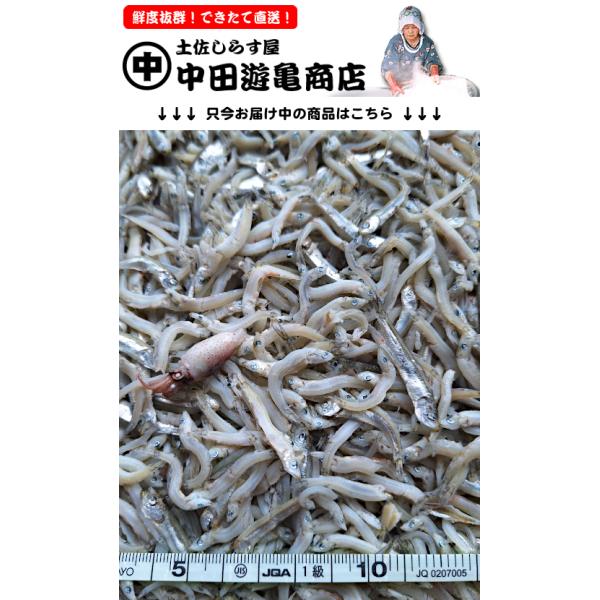 当店自慢の人気商品、昔ながらの釜揚げしらす「お買得品」です。※今回はふっくら大きめサイズです。※旬の平子（マイワシ）など混ざり有り、風味豊かで大変美味です。※しらす丼はもちろん、卵焼きやパスタなどにもぜひお使いくださいませ。ふわふわプリプリ...