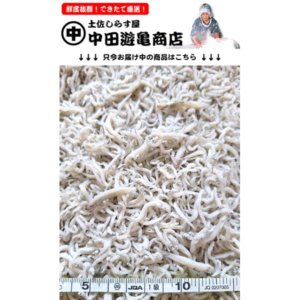 当店自慢の人気商品、昔ながらの釜揚げしらす「お買得品」です。※今回は「大きさ不揃いしらす」です。※鮮度抜群ふっくらふわふわ食感、甘塩仕立て。※香り良く風味豊か、旨味しっかり大変美味です。※しらす丼はもちろん、卵焼きやパスタなどにもぜひお使い...
