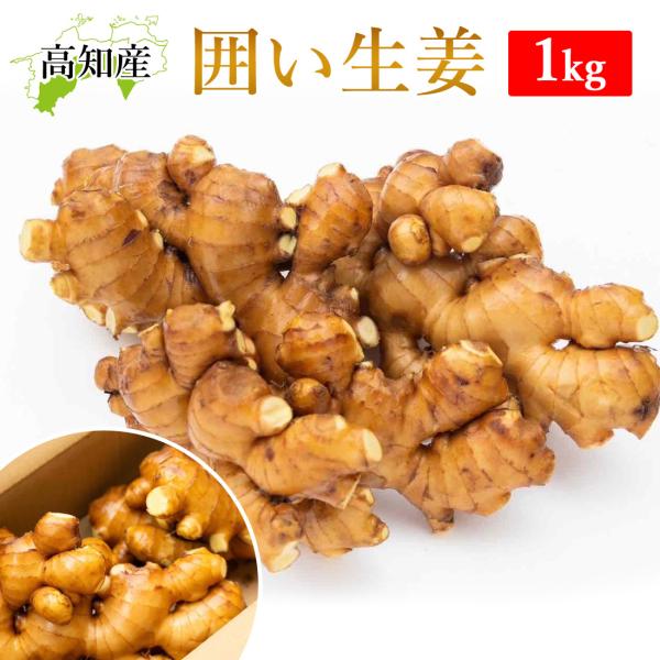 国産、高知の生姜を全国にお届けいたします！生姜の原産地は高温多湿の熱帯地方だと言われていますが、私たち「龍馬のふるさと」高知県は、日照時間と降水量が国内でもトップクラス！生姜が好む高温多湿な環境に近く、生姜の生産に最適なんです！【体を温める...