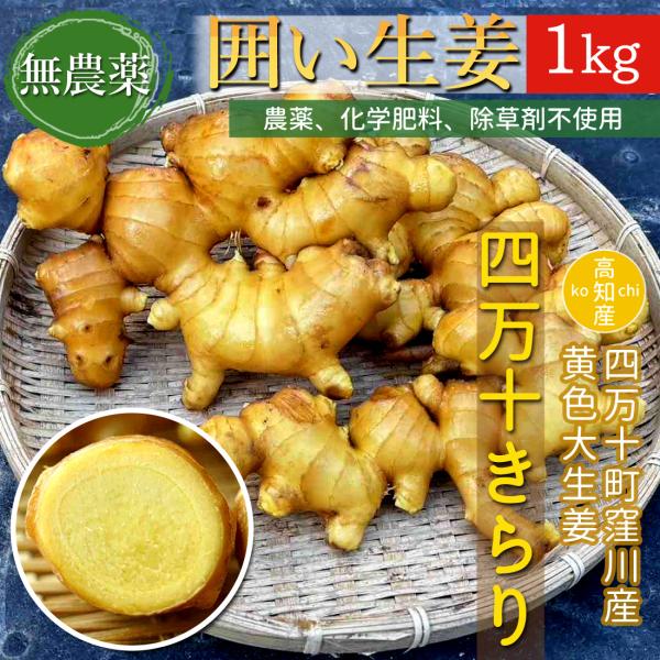 ＜黄色大生姜「四万十きらり」＞こちらの黄色大生姜「四万十きらり」は、四万十の生姜農家さんが白色の生姜栽培中に偶然発見した「黄色の濃い生姜」を、長年選抜して増やした貴重な生姜を分けてもらい、みよしファームさんが農薬や化学肥料、除草剤も使わずに...