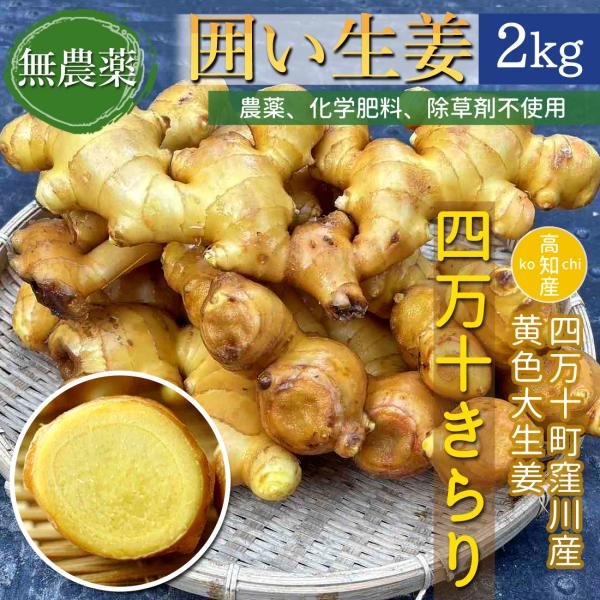 ＜黄色大生姜「四万十きらり」＞こちらの黄色大生姜「四万十きらり」は、四万十の生姜農家さんが白色の生姜栽培中に偶然発見した「黄色の濃い生姜」を、長年選抜して増やした貴重な生姜を分けてもらい、みよしファームさんが農薬や化学肥料、除草剤も使わずに...