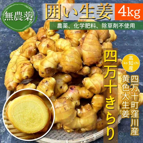 ＜黄色大生姜「四万十きらり」＞こちらの黄色大生姜「四万十きらり」は、四万十の生姜農家さんが白色の生姜栽培中に偶然発見した「黄色の濃い生姜」を、長年選抜して増やした貴重な生姜を分けてもらい、みよしファームさんが農薬や化学肥料、除草剤も使わずに...