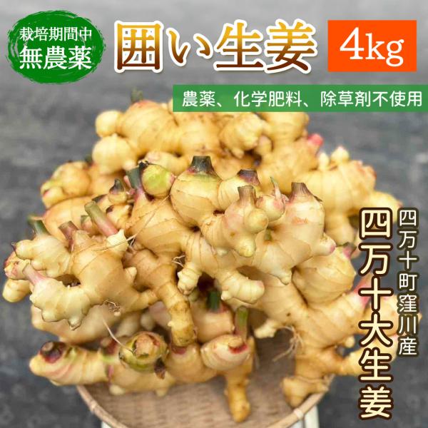 豊かな水資源と肥沃な土の自然環境を上手に利用し、栽培期間中農薬不使用にて大ぶりに育てた四万十大生姜です。一般的な大生姜と比較して、辛み成分（ジンゲロール）が適度に高く、ご家庭でご使用される生姜などにもぴったり！当社は生姜農家さんと直接契約す...