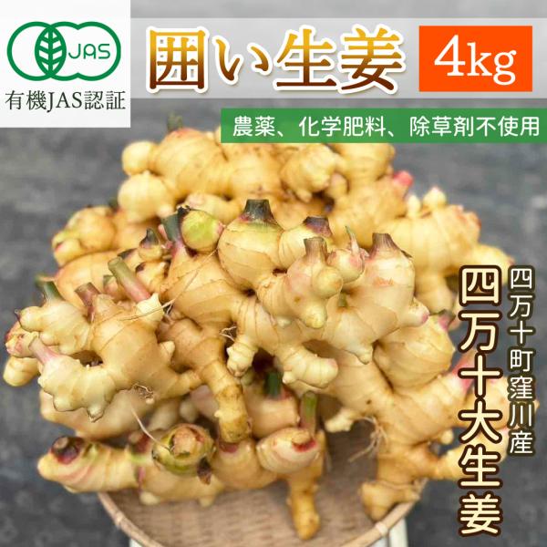 豊かな水資源と肥沃な土の自然環境を上手に利用し、栽培期間中農薬不使用の「有機JAS圃場」にて大ぶりに育てた四万十大生姜です。お味はマイルドな辛味が特徴で、もちろん農薬を使用していないので皮ごとお使いになれます。すり下ろして薬味にしたり、自家...