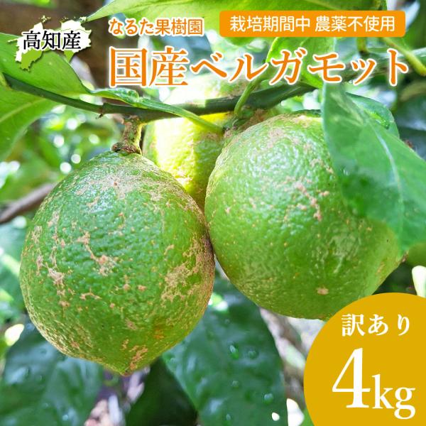 【高知県宿毛（すくも）市で育ったベルガモット】ベルガモットはイタリア原産とするとても香りの強い柑橘で、そのまま食用にするのには不向きですが、お料理や飲料の香り付けとして幅広くご使用頂けます。薄くスライスして氷水や炭酸水に浮かべれば自家製のシ...