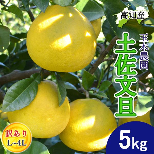 文旦出荷日本一の高知県土佐市は「文旦発祥の地」と言われ、特にこの地域は文旦農家さんが多くあります。ここ土佐市は陽当たりよし、太平洋からの風よし、水はけよしと、三拍子そろった文旦生育に最適の土地なんです。こちらの玉木農園さんは、収穫後稲わらで...