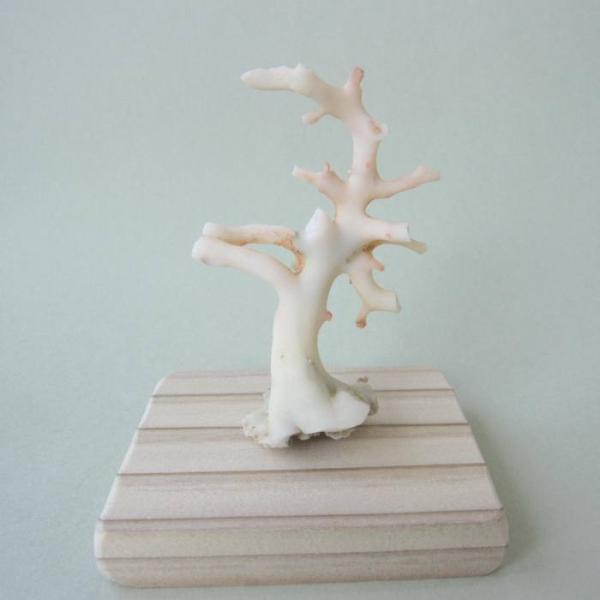 海から採取したそのままの状態でお届けいたします。昔から魔除けや、厄除けに良いといわれている珊瑚。サンゴは長寿と生命力を与え、悪運を遠ざけ、幸せを運んでくれるといわれています。魔よけ厄除けに、床の間やお部屋に飾るのもおススメです。新築祝、還暦...